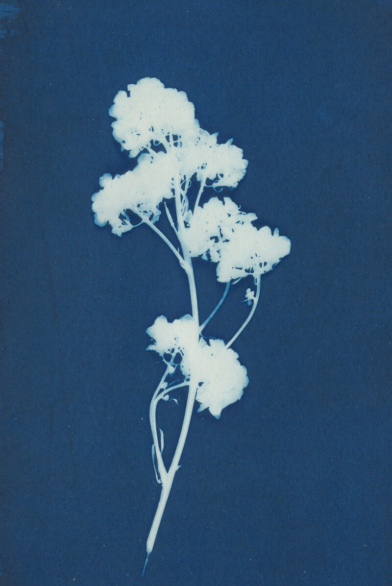 Cyanotypes Photography, Bristol Folk House – Headfirst Bristol